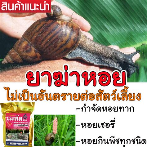 ยาฆ่าหอยทาก หอยเชอรี่ หอยกินผัก เดทมีล 5 ขนาด 100 กรัม นำสุดา