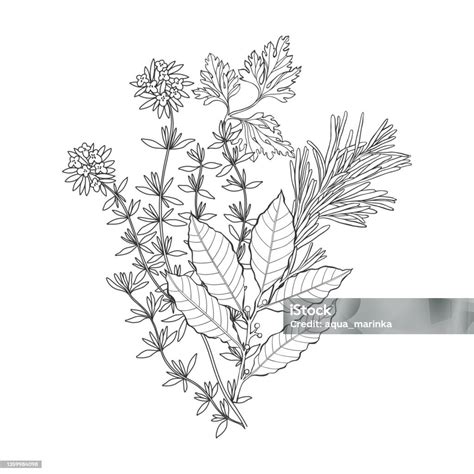 향기로운 허브 부케 가르니 베이 백리향 파슬리 로즈마리 흰색벡터 흑백 일러스트레이션 메뉴 장식 요리 카드 초대장에 적합합니다 0명에 대한 스톡 벡터 아트 및 기타 이미지