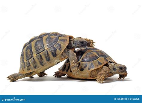 Tortoises Having Sex Stock Image Image Of Wildlife Activity 19544409