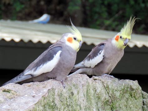 Cockatiel Aviculture Hub
