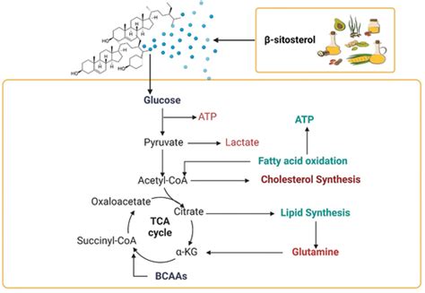 Full Article Clinical Improvement Toxicity And Future Prospects Of β Sitosterol A Review