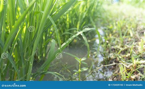 Freshwater Emergent Aquatic Plants Arrowhead Sagittaria Species Royalty
