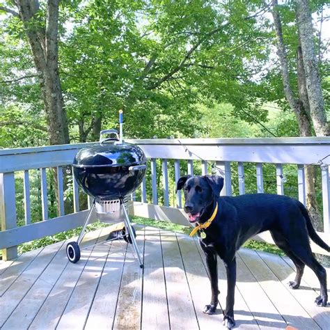 The Pointador Lab Pointer Mix All To Know Labrajoy