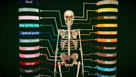 3d Model Skeleton Names Of Human Skeleton Vr Ar Low Poly Cgtrader