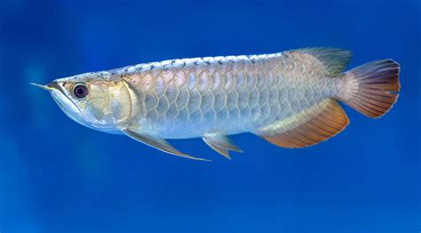 Arowana Fish Species Profile