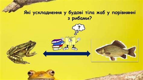 Клас Земноводні Загальна характеристика Ppt