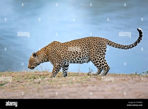 Alert Leopard Panthera Pardus At A Waterhole South Africa Stock