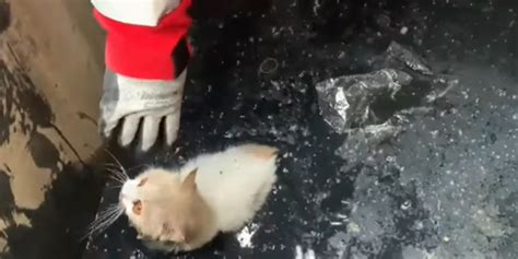 Aksi Damkar Selamatkan Kucing Tercebur Selokan Di Jakpus Berlangsung Dramatis Merdeka