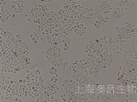 Bgc 823人胃腺癌细胞（低分化） 企业官网