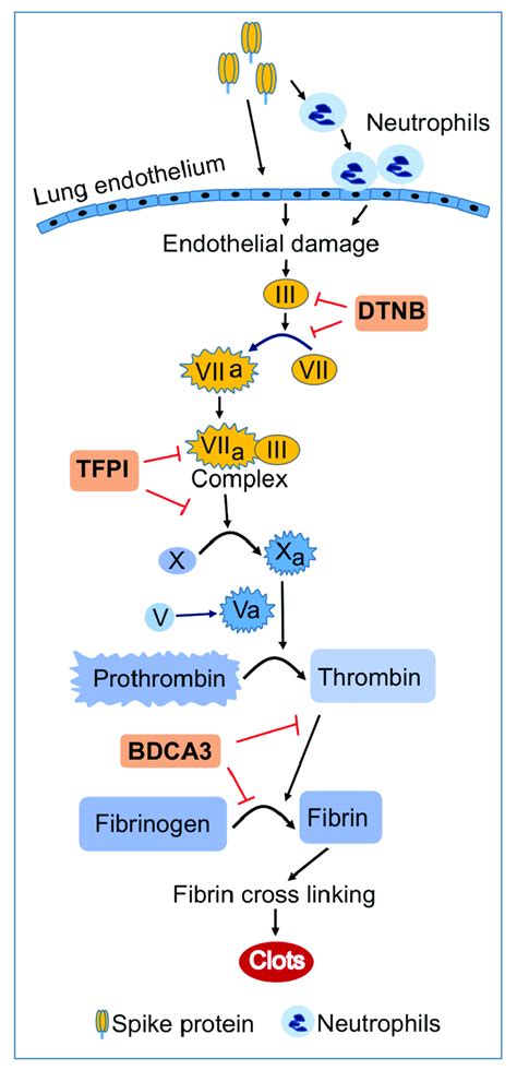 Model Illustrating The Coagulation Cascade Pathway In S Protein Induced