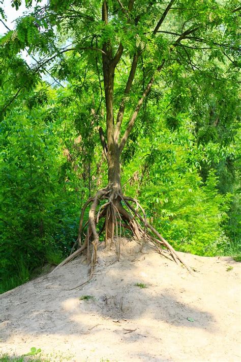 Erosion Tree With Bare Roots Stock Photo Image Of Trunk Vegetation