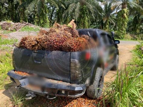 3 Lelaki Ditahan Polis Curi Buah Sawit TawauKini