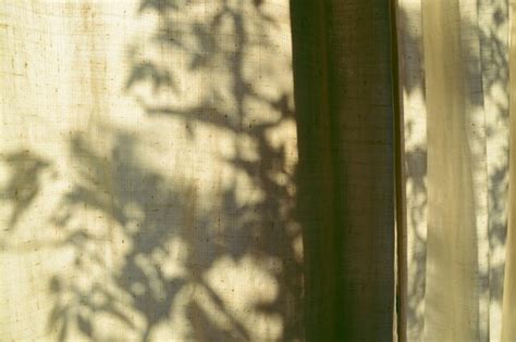 Premium Photo Leaf Shadow And Light On Calico Blur Background Nature Leaves Branch Shade With