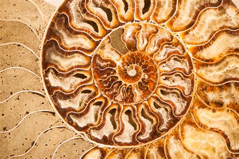 Versteinerte Urwelt Was Fossilien Uns Verraten Welt Der Wunder