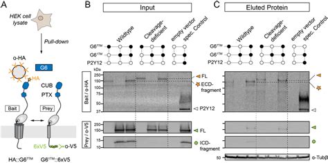 Mammalian 1tm And 7tm Gpr126 G6 Isoforms Interact A Schematic Of The Download Scientific