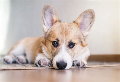 재미 있는 초상화의 귀여운 작은 빨간 강아지 개 Corgi 꿈꾸 듯이 기대 하 고 바닥에 누워 가정 생활에 대한 스톡 사진 및