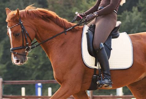 調教鞍 競馬 鞍 乗馬 その他