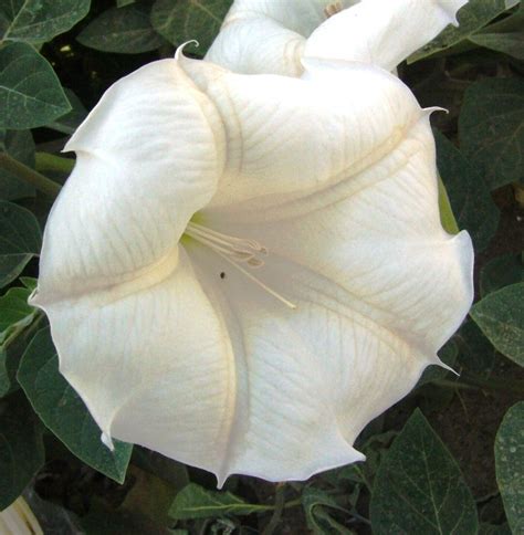 Datura innoxia Изображение особи Плантариум