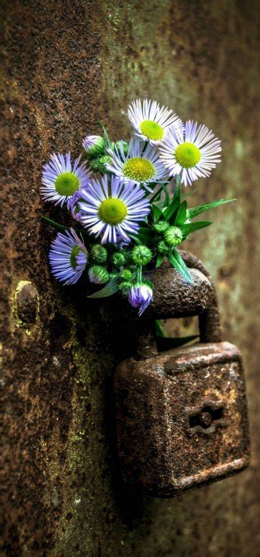 Huawei Nova Wallpapers HD Huawei Nova Wallpapers HD