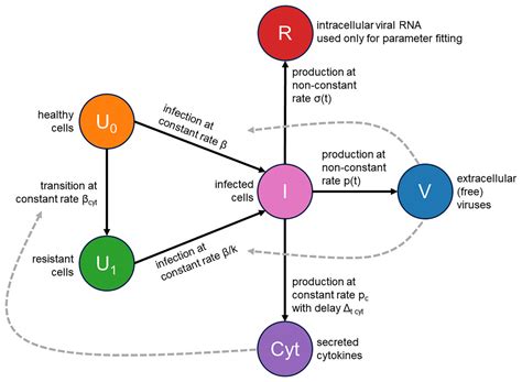 Mathematical Model Explains Differences In Omicron And Delta Sars Cov 2