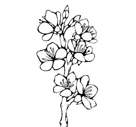 Dessins Gratuits à Colorier Coloriage Champs à Imprimer