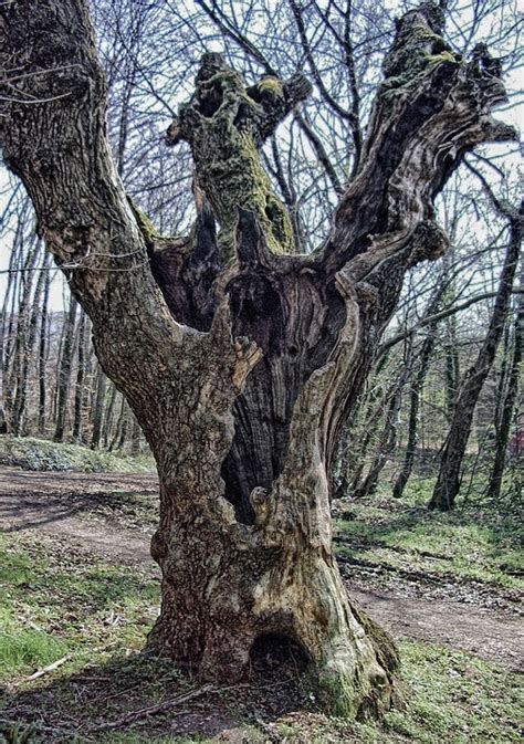 Baum Baumstamm Herbst Kostenloses Foto Auf Pixabay