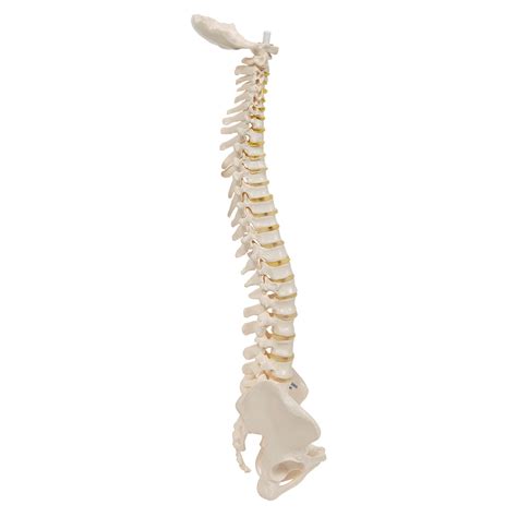 Mini Vertebral Column Model A1820 1000042 Flexible Miniature Spine