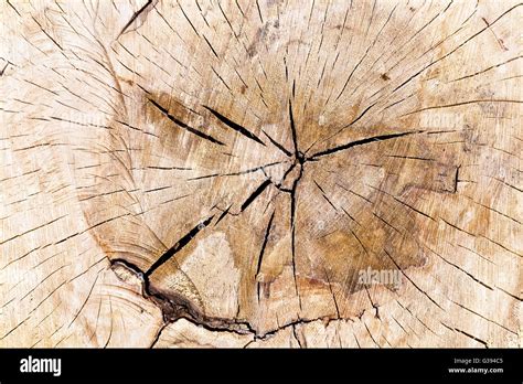 Texture Of Tree Stump As Background Stock Photo Alamy