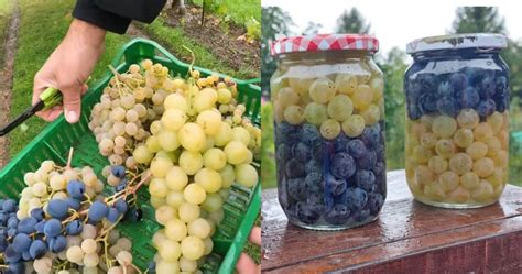 Виноград на зиму: безумно вкусно и предельно просто