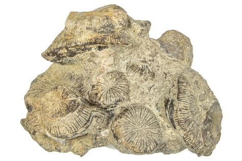 2 Jurassic Fossil Coral Portugal 244797 For Sale