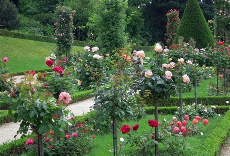 Pin By Ll Koler On Diseño De Exteriores Plants Garden