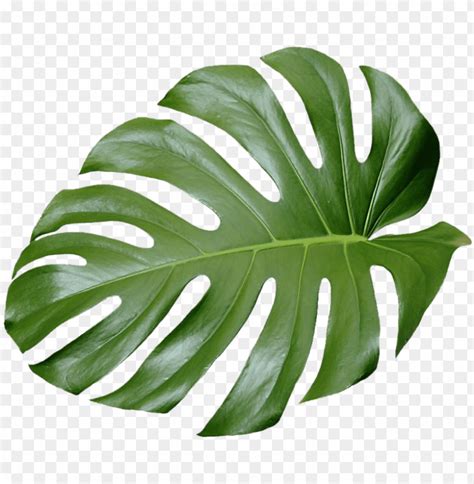 Tree No Leaves Png For Free Tropical Leaves Png Transparent PNG Transparent With Clear