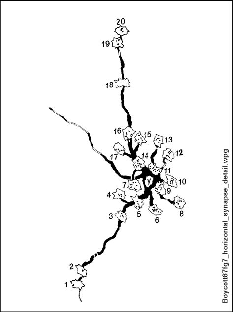 5 1 3 One Primate Horizontal Neuron Synapsing With 20 Cones A