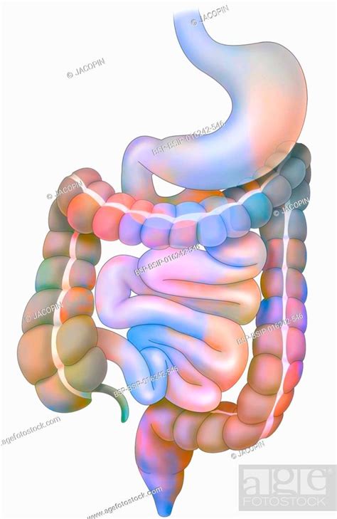 Digestive System With Stomach Duodenum Small Intestine Colon Stock