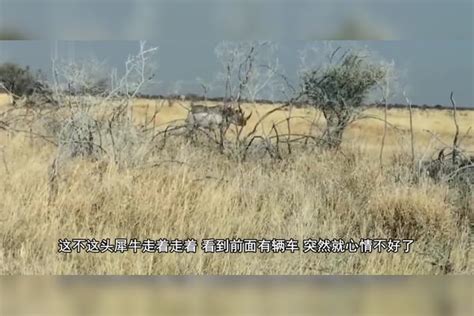 犀牛怒撞汽车车胎都快撞爆了网友这是有什么仇什么怨 车胎 网友 犀牛