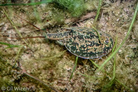 The Incredible Tadpole Shrimps Gil Wizen