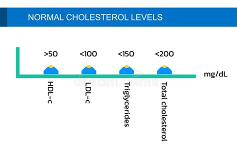 Normal Cholesterol Levels Vector Stock Vector Illustration Of Vector Alert 254067972