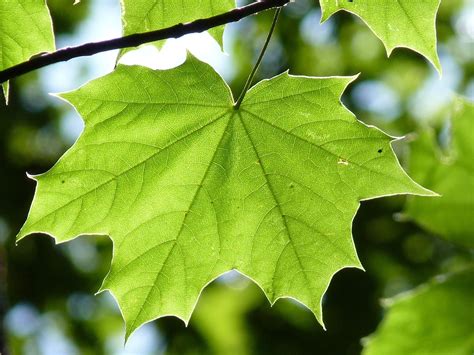 100000 Free Maple Leaf And Maple Leaf Images Pixabay