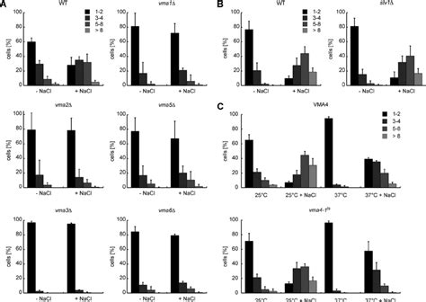 Fragmentation Defects Of V Atpase Mutants Salt Induced Vacuole Download Scientific Diagram