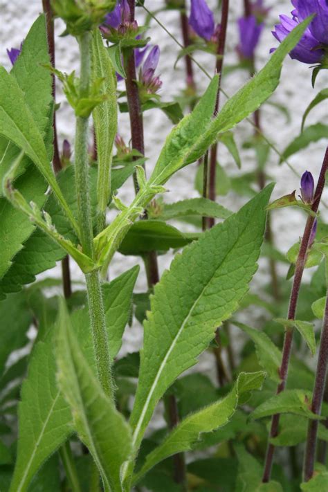 Clustered Bellflower Scotia Seeds