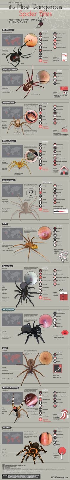 33 Best Spider Bites Images In 2015 Gardening Health Camping Survival