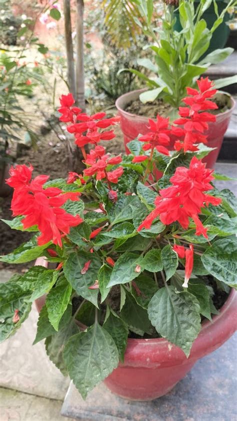 Red Flower Amazing Live Plants In Rajnagar Madhubani Bihar India Stock