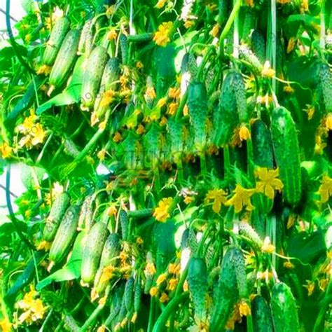 Organic Mini Cucumber Seeds 100pcsbag Free