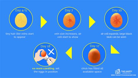 When Can You Candle A Chicken Egg At Bruce Schmidt Blog