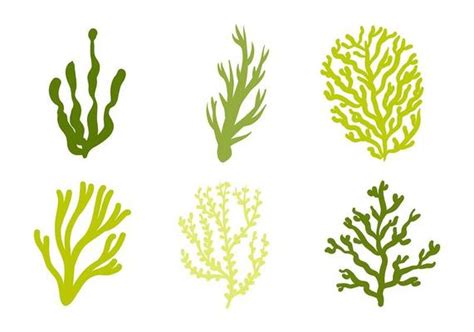 Sea Grass Vector Art Icons And Graphics For Free Download