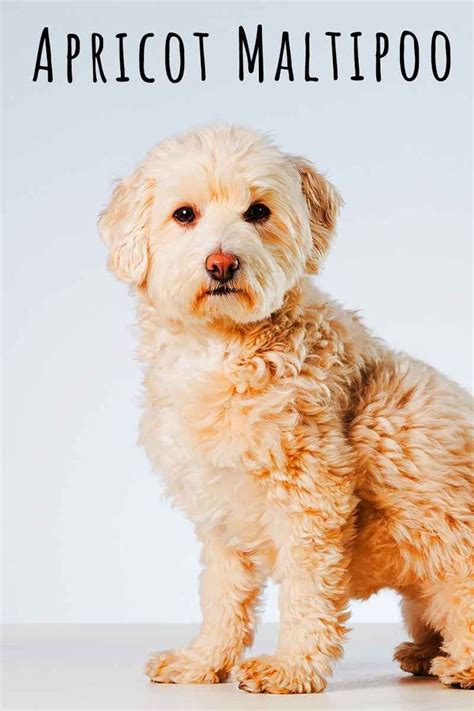 Maltipoo Dog Breed Your Guide To The Adorable Maltese Poodle Mix