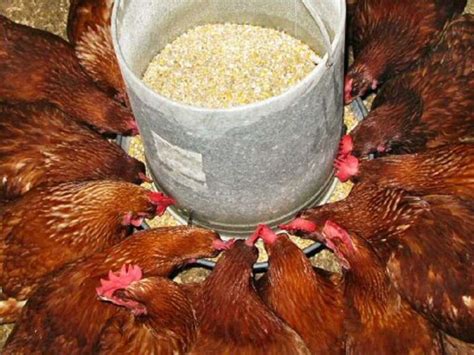 14 Best Chicken Feed Ingredients Composition Enhancements With