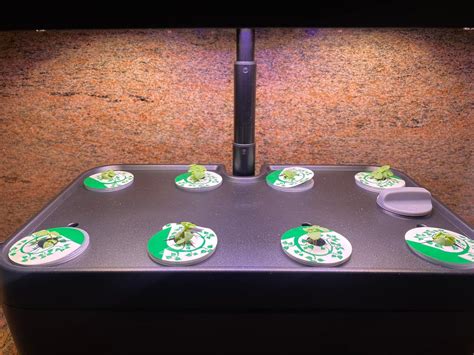 Thriving Herbs My Indoor Hydroponics Adventure By Michael Toback