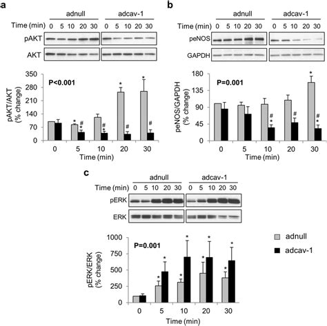 Caveolin 1 Cav 1 Expression Alters Insulin Cellular Signaling Cav 1