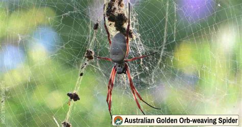 Australian Golden Orb Weaving Spider Trichonephila Edulis
